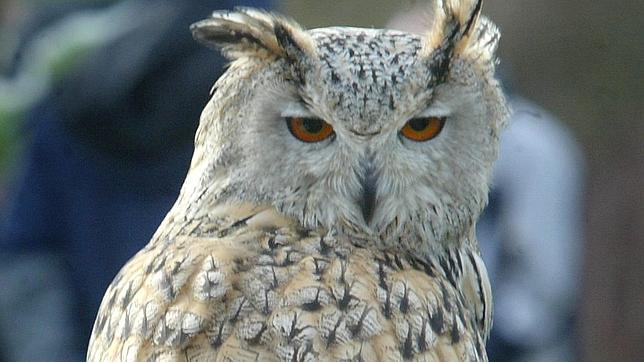 Cómo los búhos pueden girar la cabeza hasta 270º sin troncharla