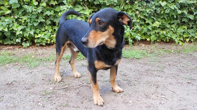 Los perros se originaron en Europa hace más de 18.000 años