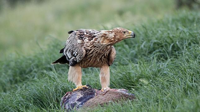 Los diez mejores espacios naturales de Castilla y León para avistar aves