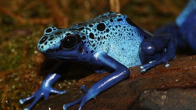 Diez «bichos» peligrosos que conviene evitar durante las vacaciones ...