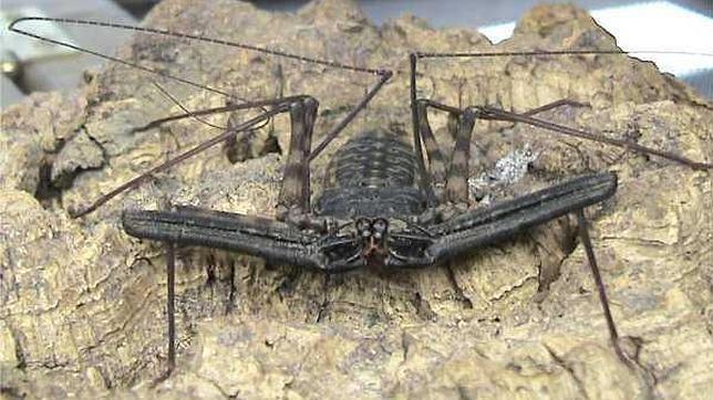 Cinco animales repugnantes pero totalmente inofensivos