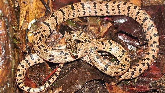 Los secretos del Gran Mekong, al descubierto