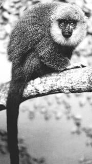 Descubiertas dos nuevas especies de monos en la Amazonia