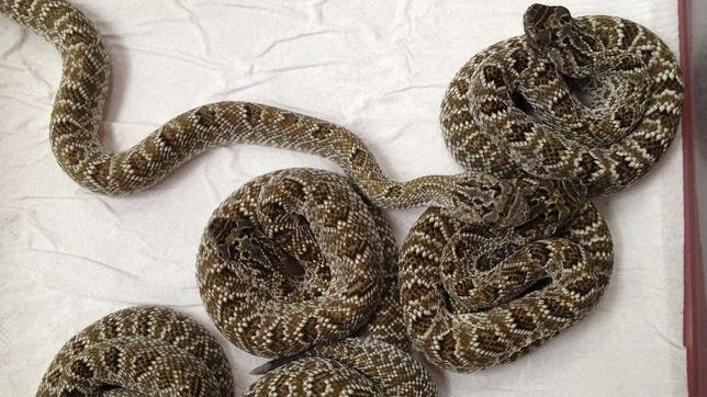 Nacen 18 serpientes cascabel en Madrid, una de las especies más venenosas