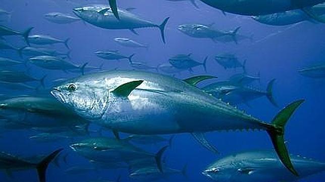 España podrá pescar 100 toneladas más de atún rojo al año hasta 2014