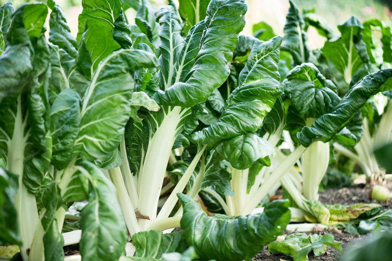 23 frutas y verduras de temporada que puedes comer en septiembre