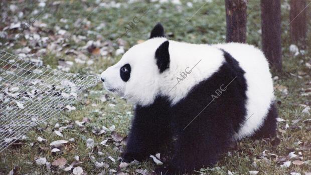 La tragedia del oso panda ‘Chu-Lin’, el ídolo de los niños madrileños ...