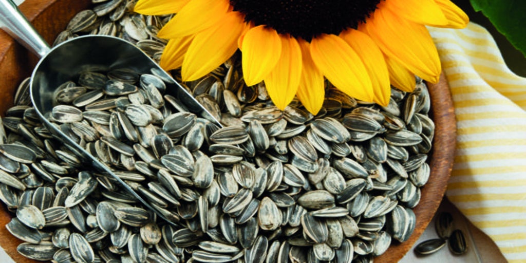 Cómo convertir las pipas de girasol en tu mejor aliado en la vuelta al ...