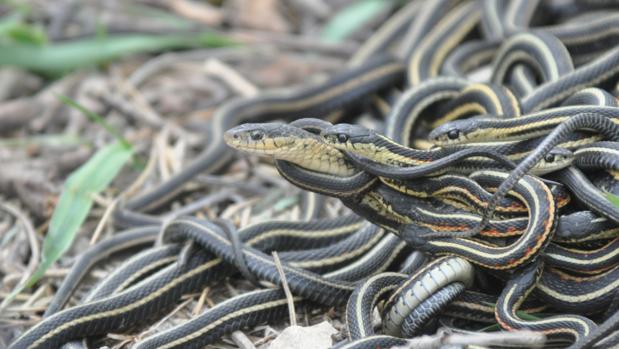 Obsesionados por el sexo hasta la muerte