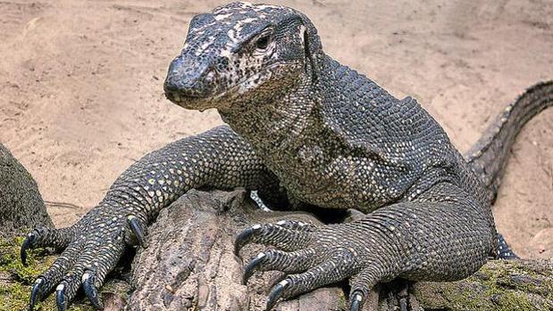 El secreto que guarda el corazón del dragón de Komodo