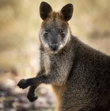 Concebir estando preñada, el milagro del ualabí