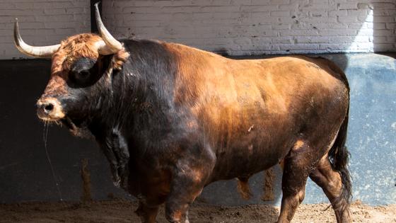 Los mansos también tienen su lidia