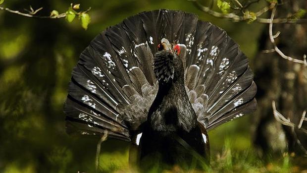 Aragón pone precio al urogallo: 16.000 euros por ejemplar