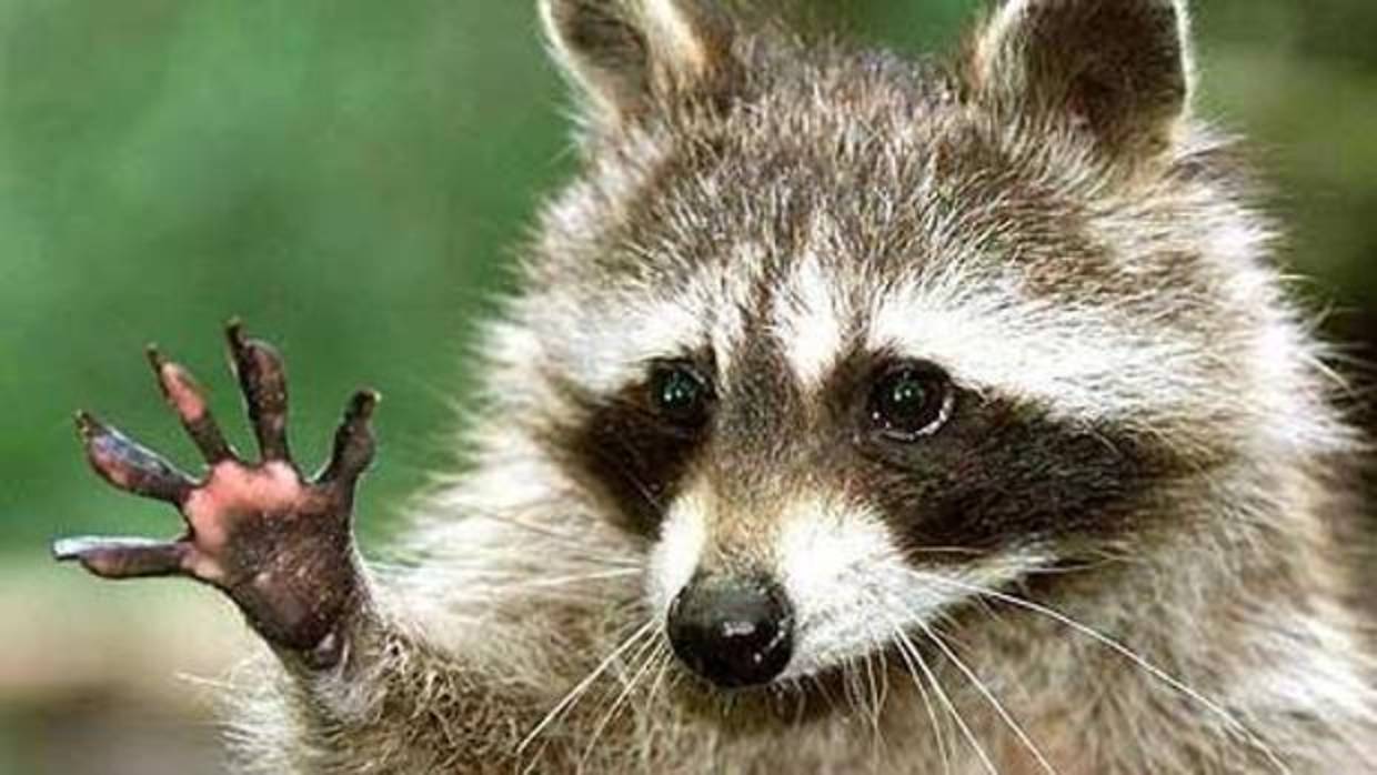 El triste final de un mapache herido