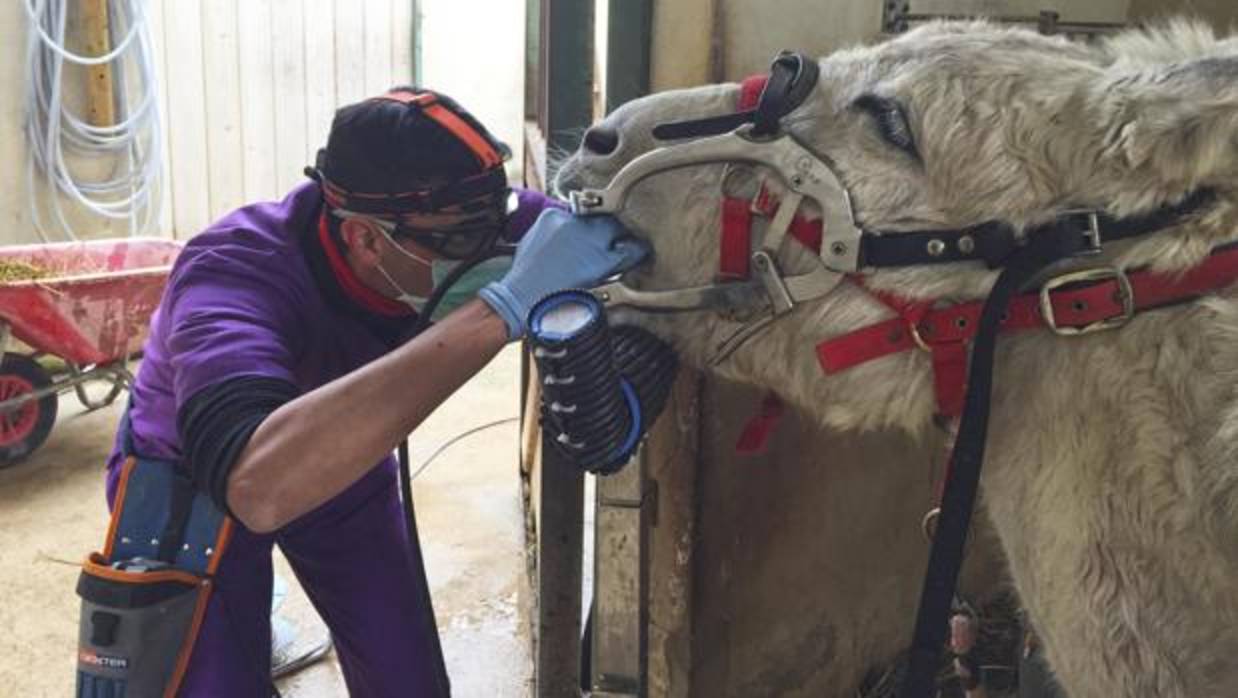 Vídeo: los burros también van al dentista