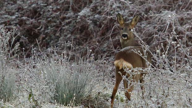 Una corza, el curioso visitante que trae de cabeza al cementerio de ...