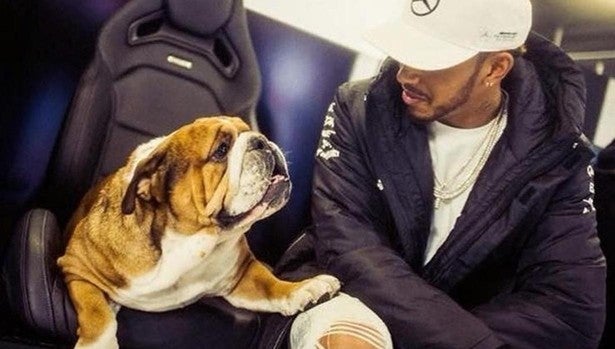 Roscoe, el perro de Lewis Hamilton que gana 700 euros al día