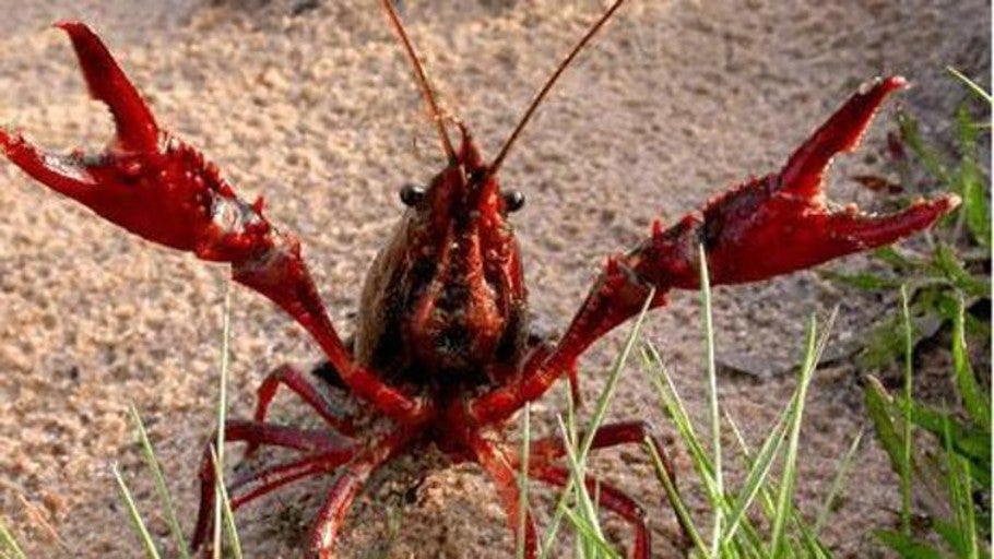 El cangrejo rojo americano incrementa la infección del dañino hongo ...