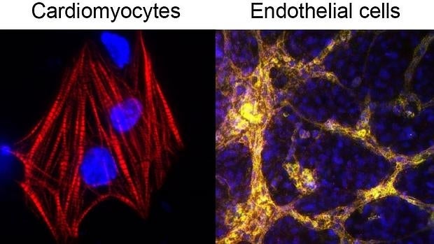Un nuevo método para generar células del corazón permitirá tratar la ...