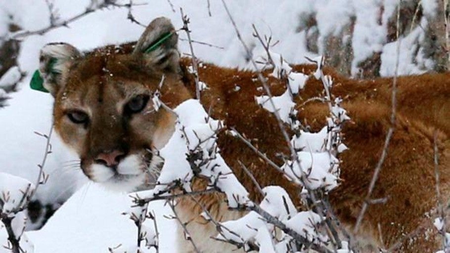Un puma ataca a un niño en la reserva natural de San Diego