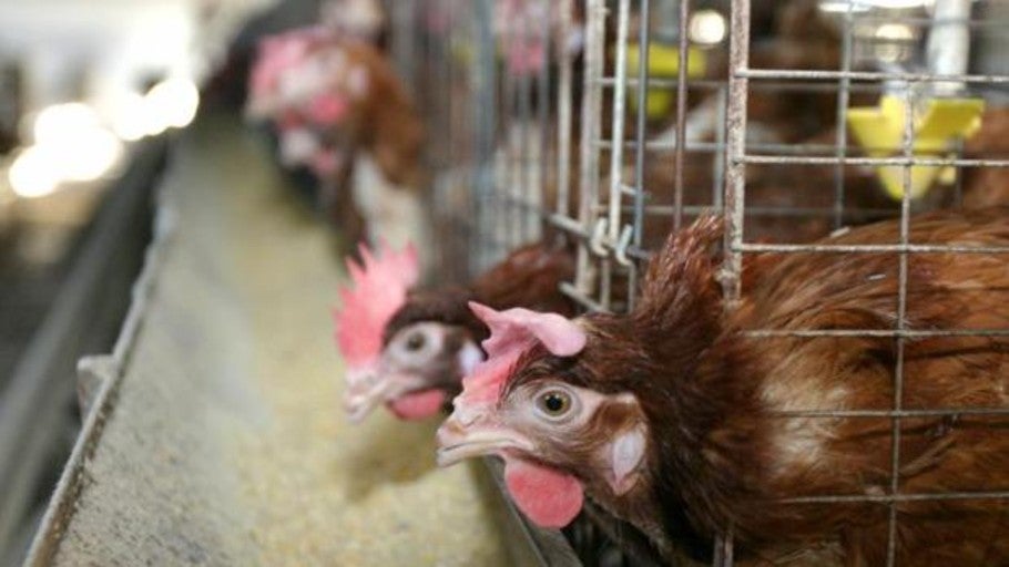 Un avicultor retrata a las veganas de las gallinas «violadas»: «El ...